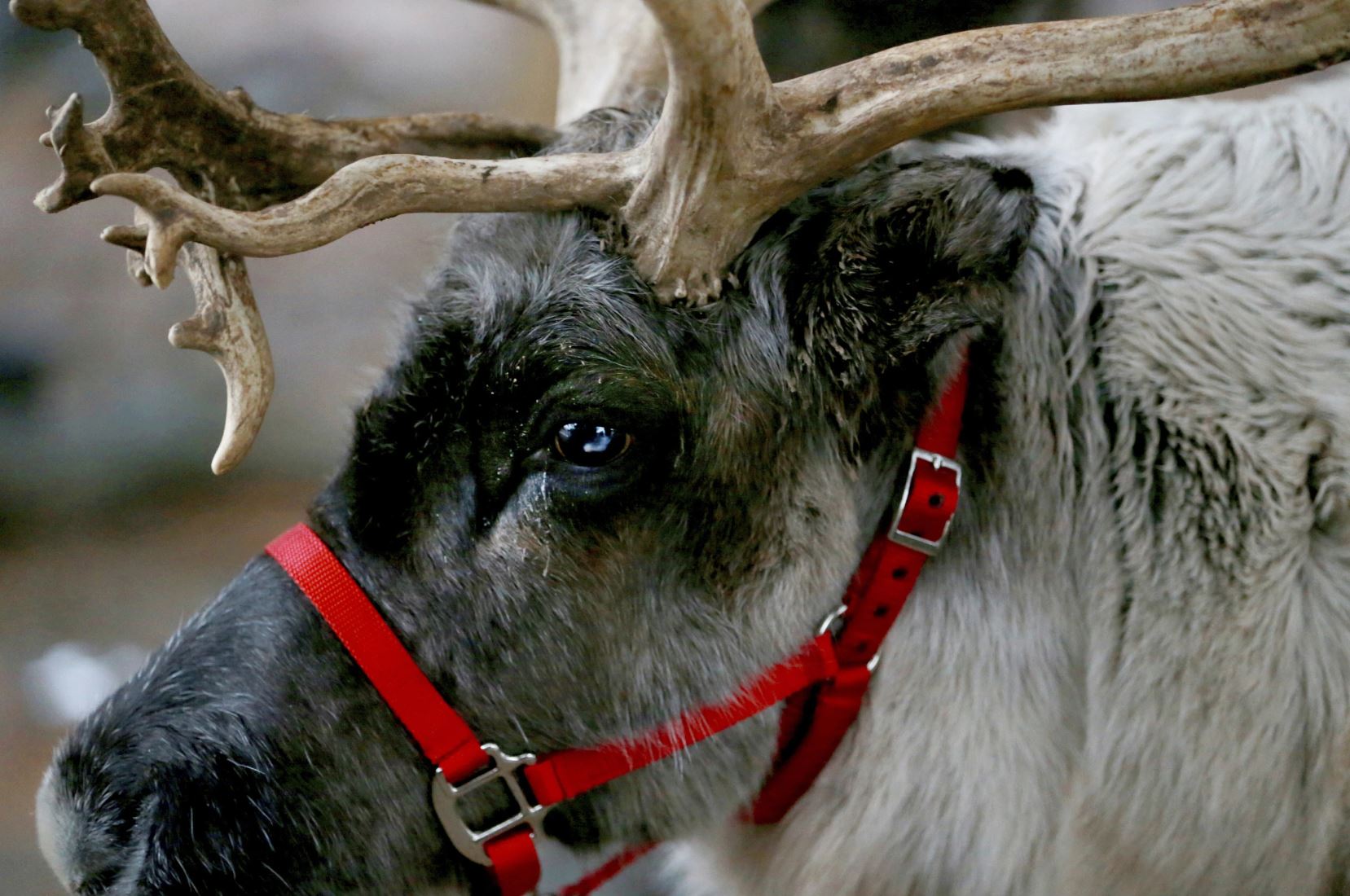 Reindeer are famous for pulling Santa’s sleigh, but there’s a ...