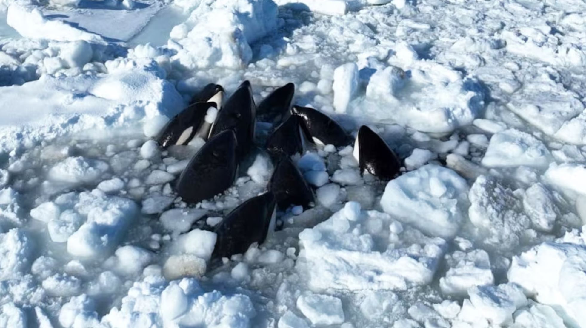 Orcas Trapped in Drift Ice Near Japan Successfully Break Free – News.net