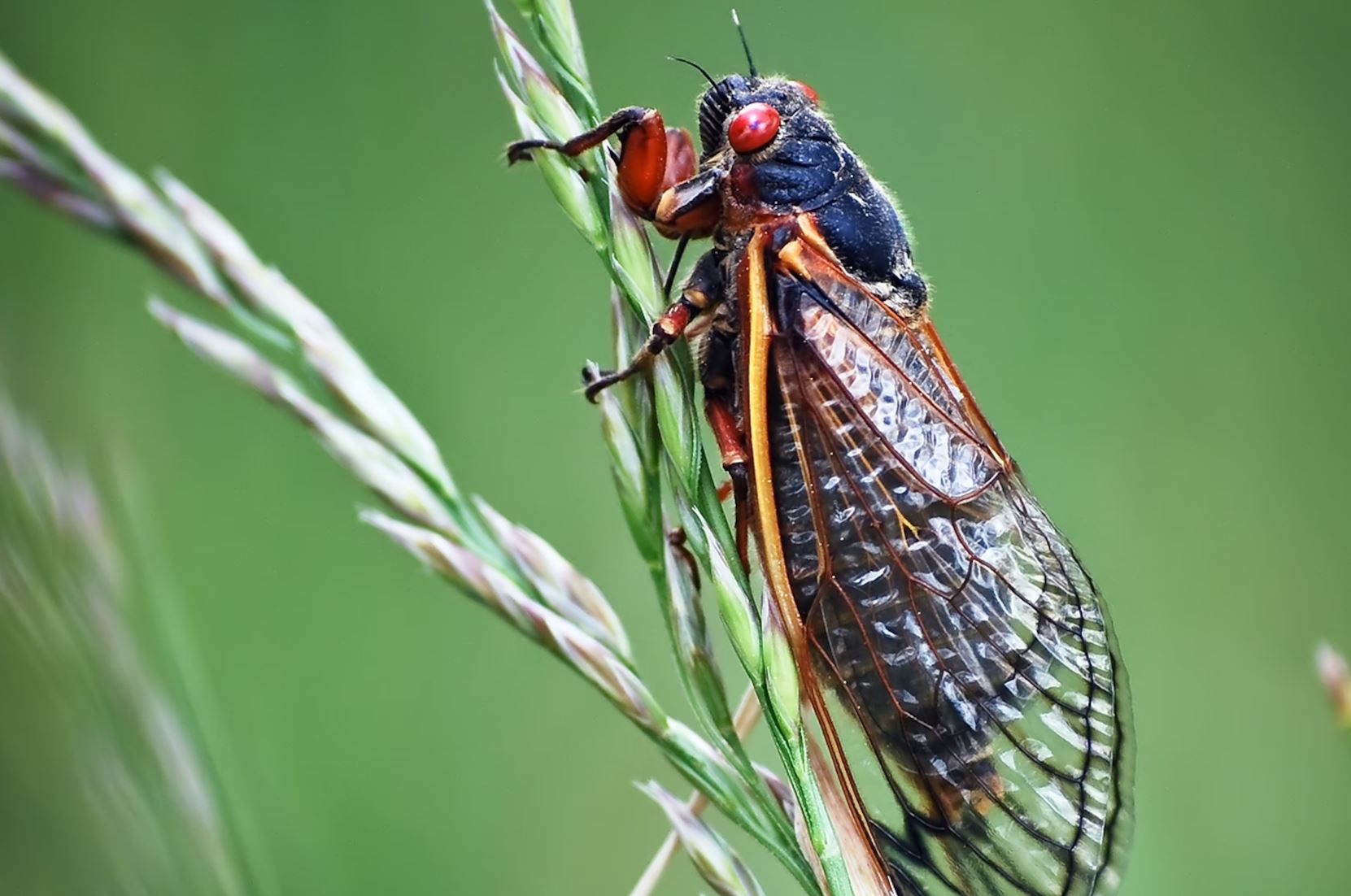 Invaders from underground are coming in cicada-geddon. It’s the biggest ...