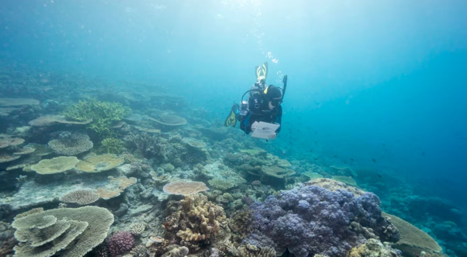 Mass bleaching detected on Australia’s Great Barrier Reef – News.net