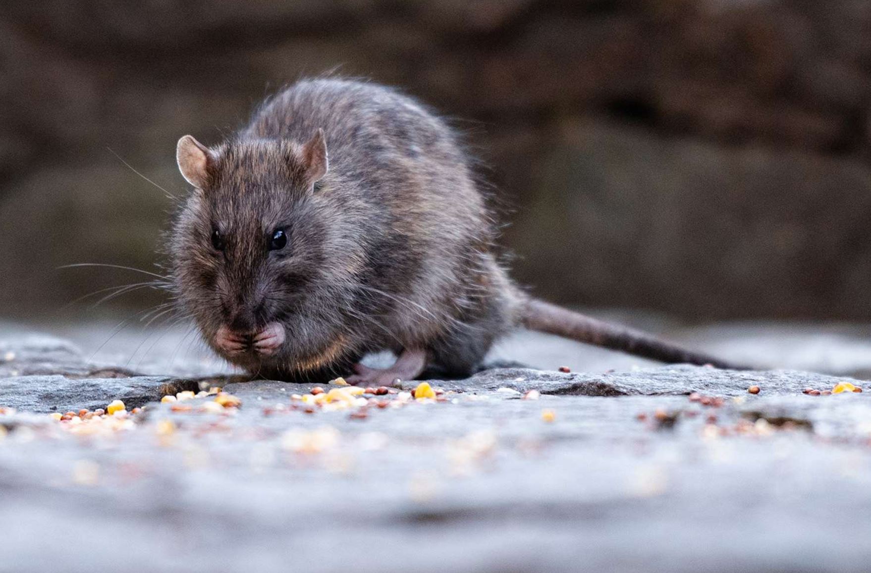 How to get rid of New York City rats without brutality? Birth control ...