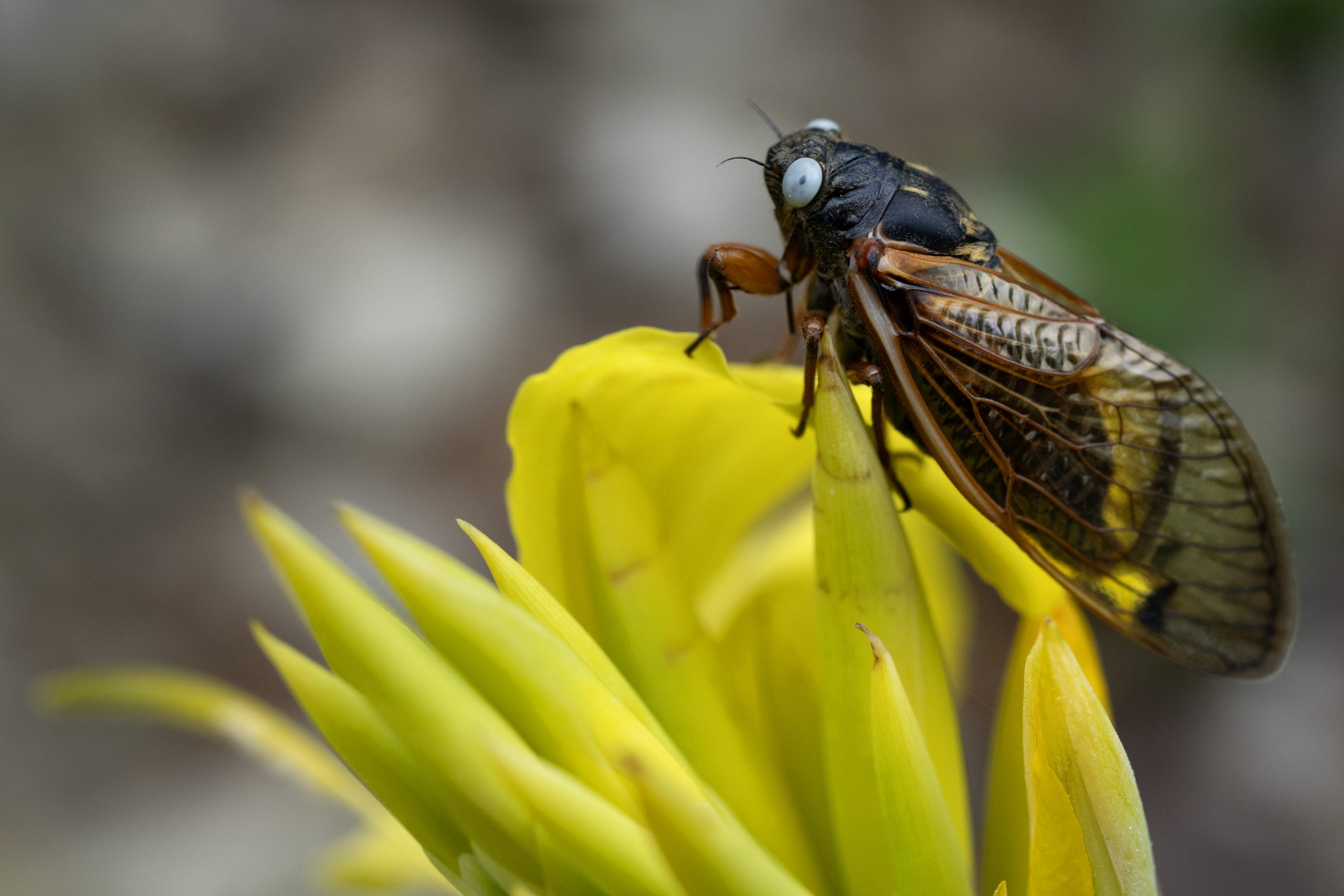 Illinois is hit with cicada chaos. This is what it’s like to see, hear ...