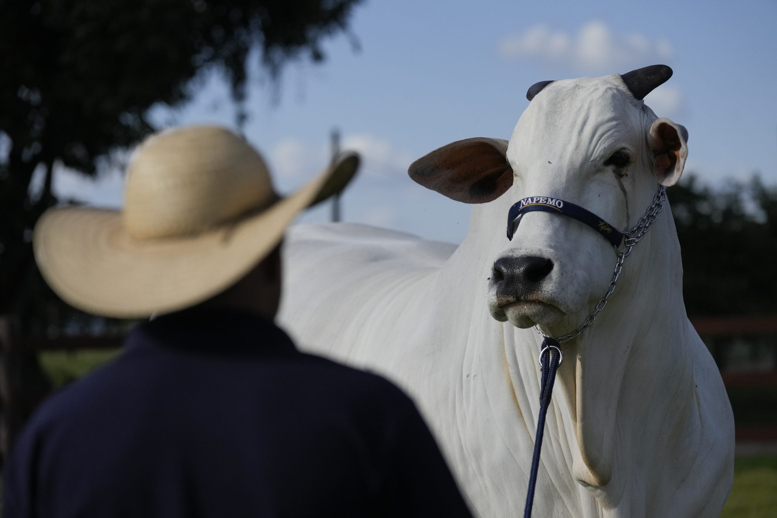 She’s the world’s most expensive cow, and part of Brazil’s plan to put ...