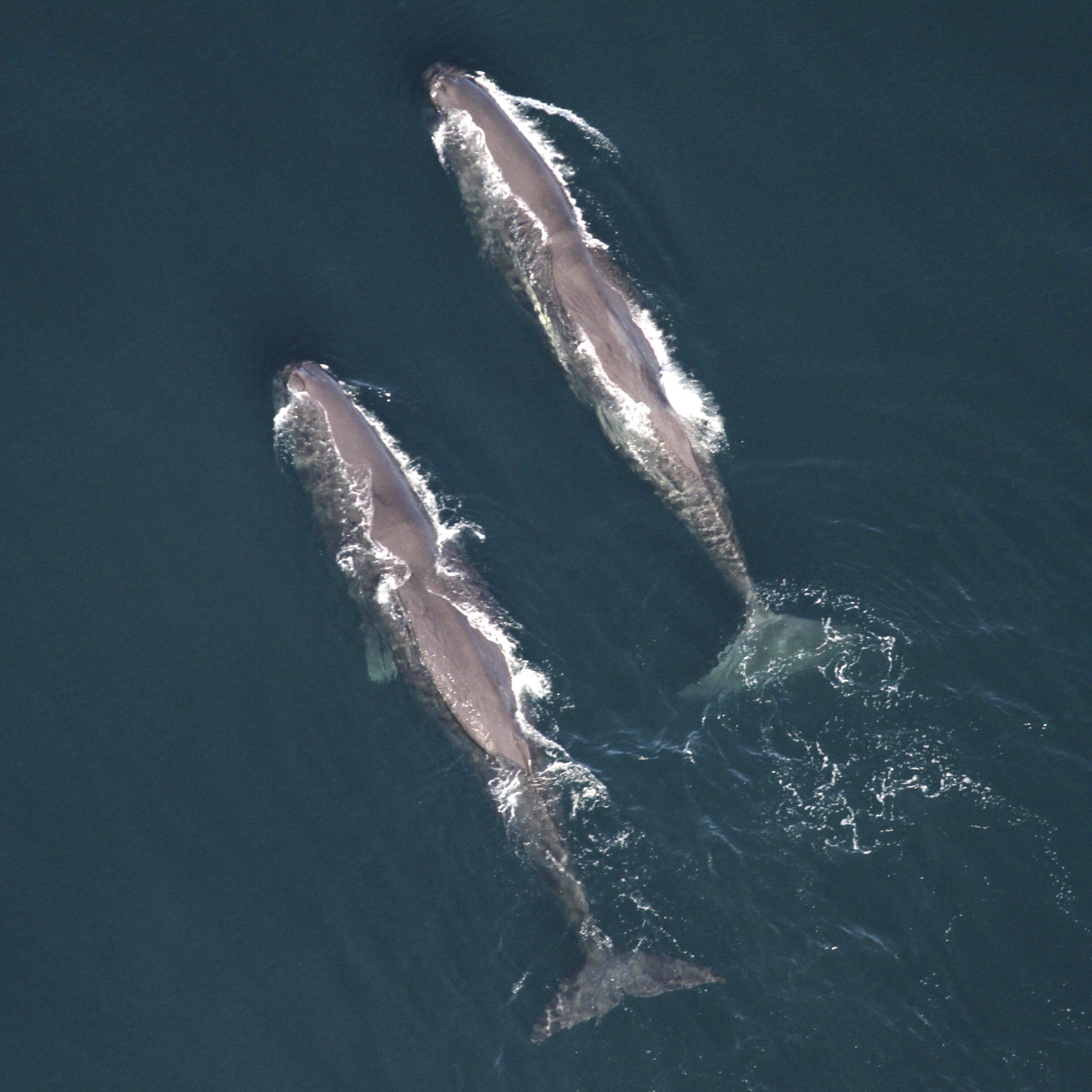 Large number of whale sightings off New England, including dozens of ...