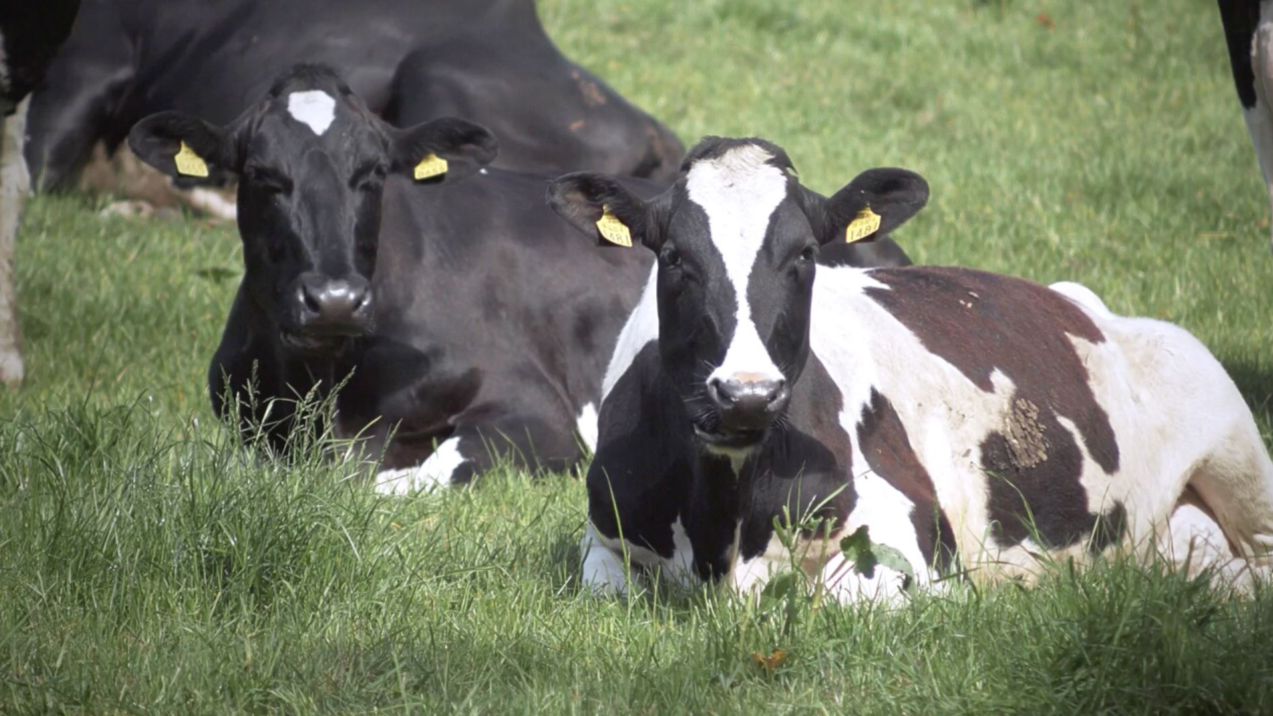 UK government demands an explanation after police ram a runaway cow ...