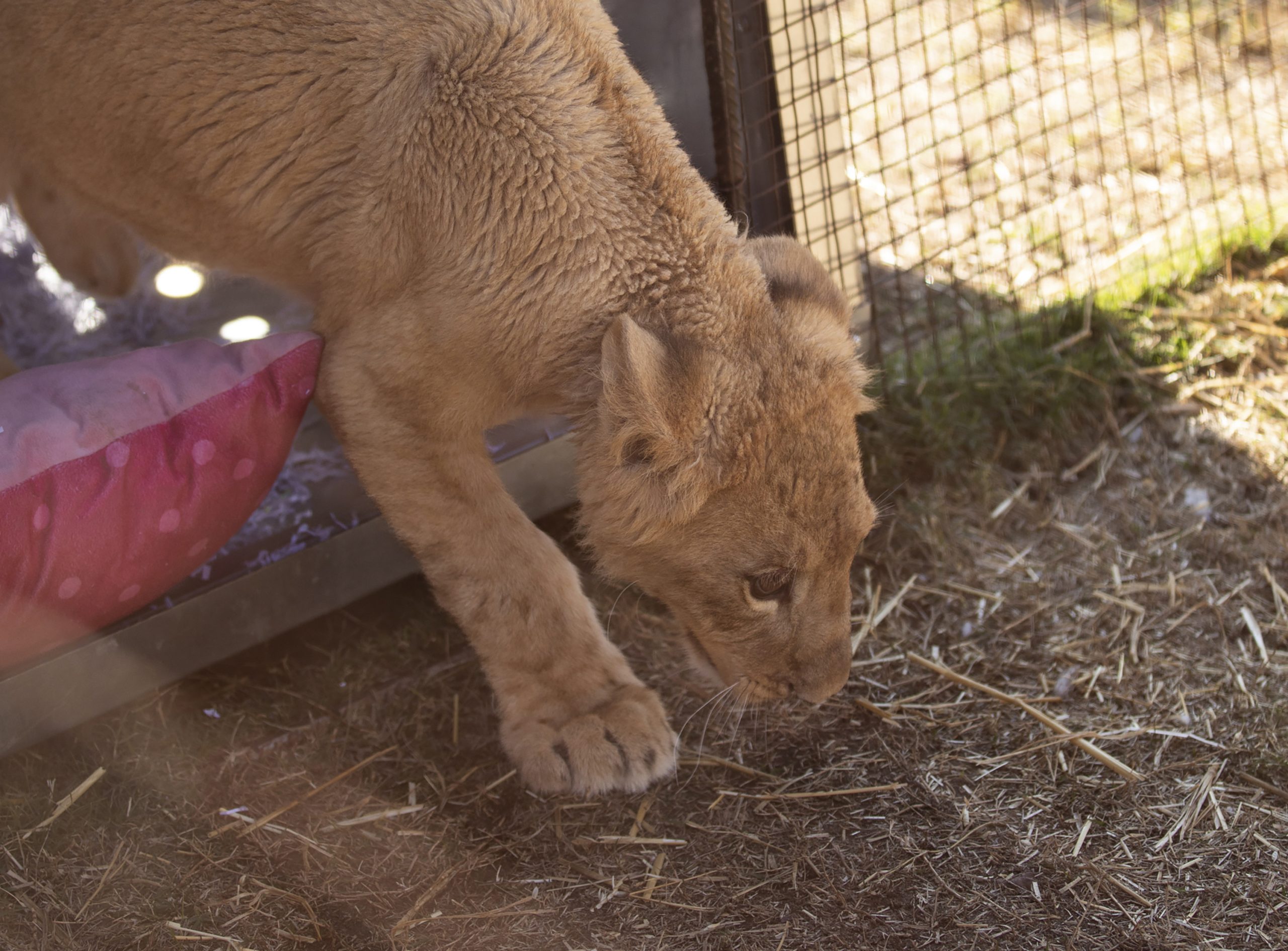 Freya the rescued lion cub is safe in South Africa, but many other ...