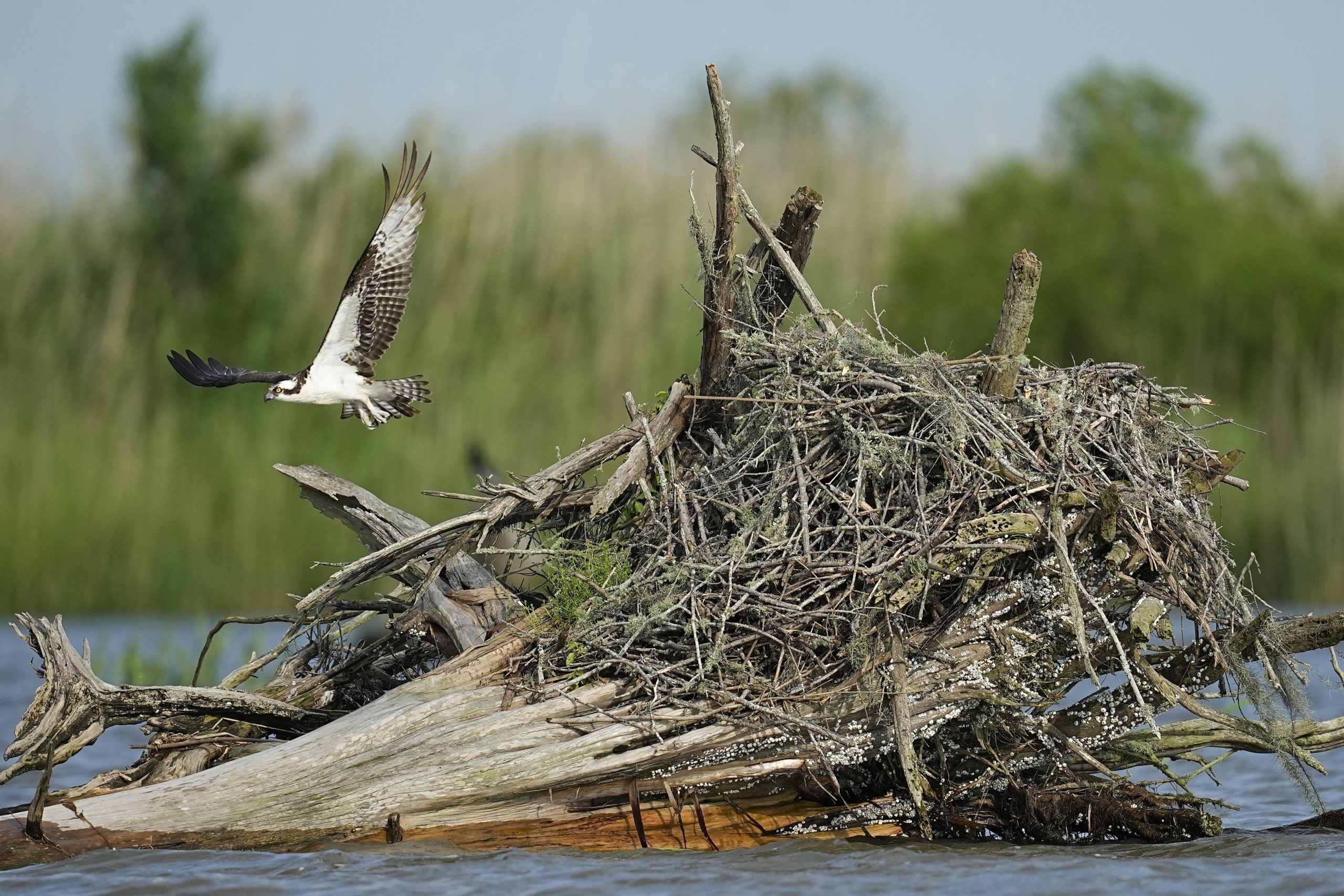 Conservationists try to protect ecologically rich Alabama delta from ...