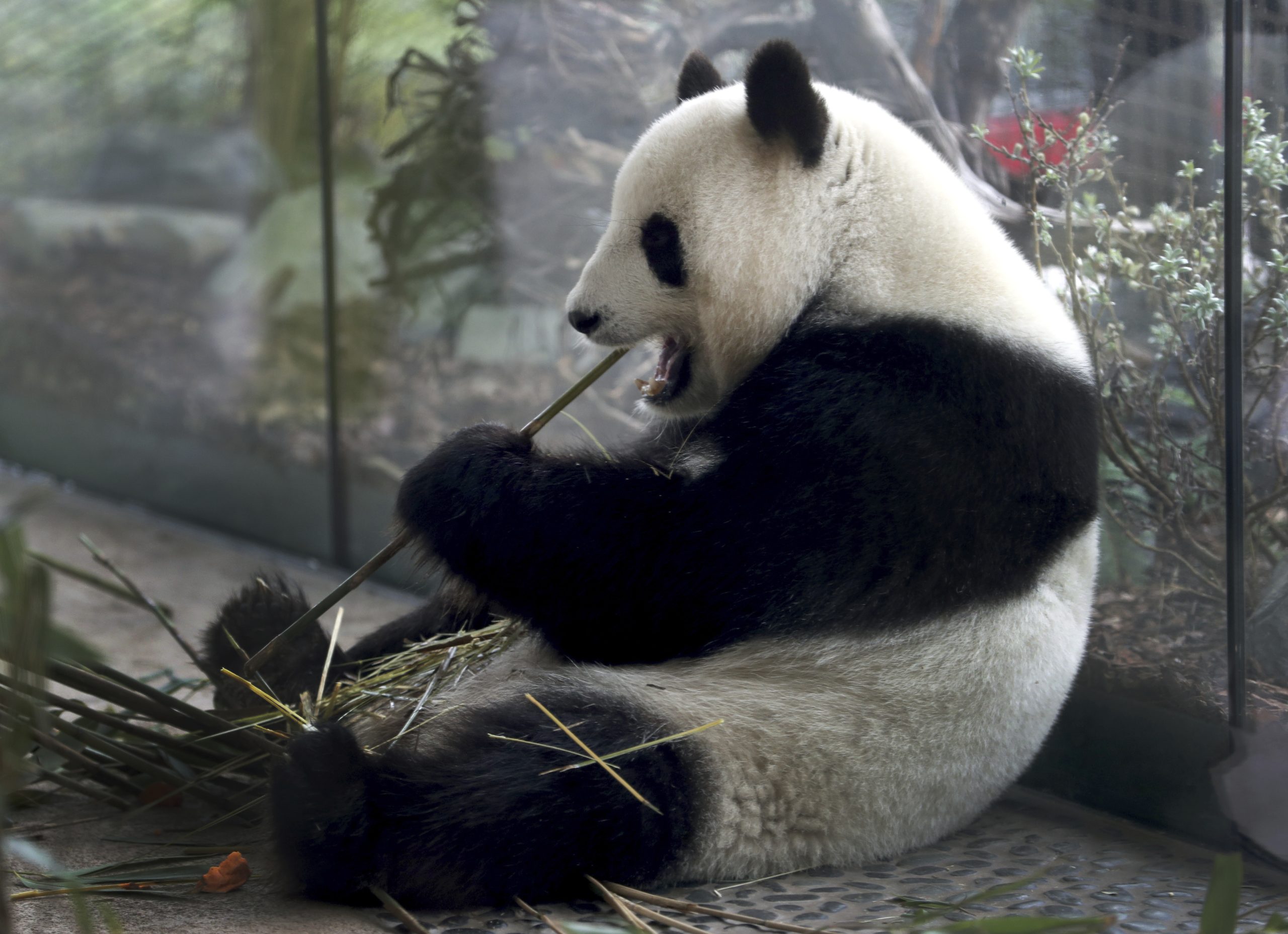 The Berlin Zoo is hoping for more German-born giant pandas as scans ...