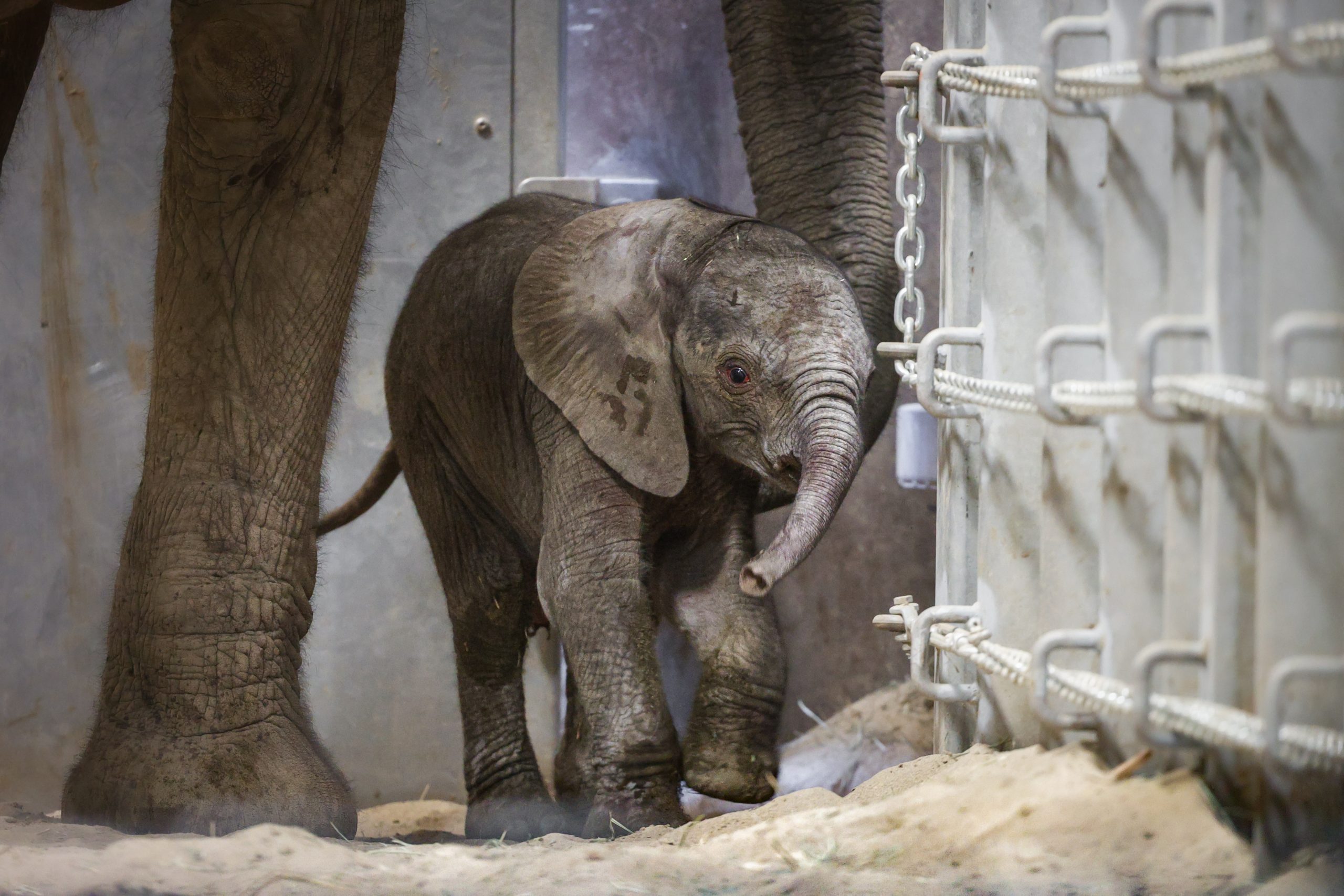 A second elephant calf in 2 weeks is born at a California zoo – News.net