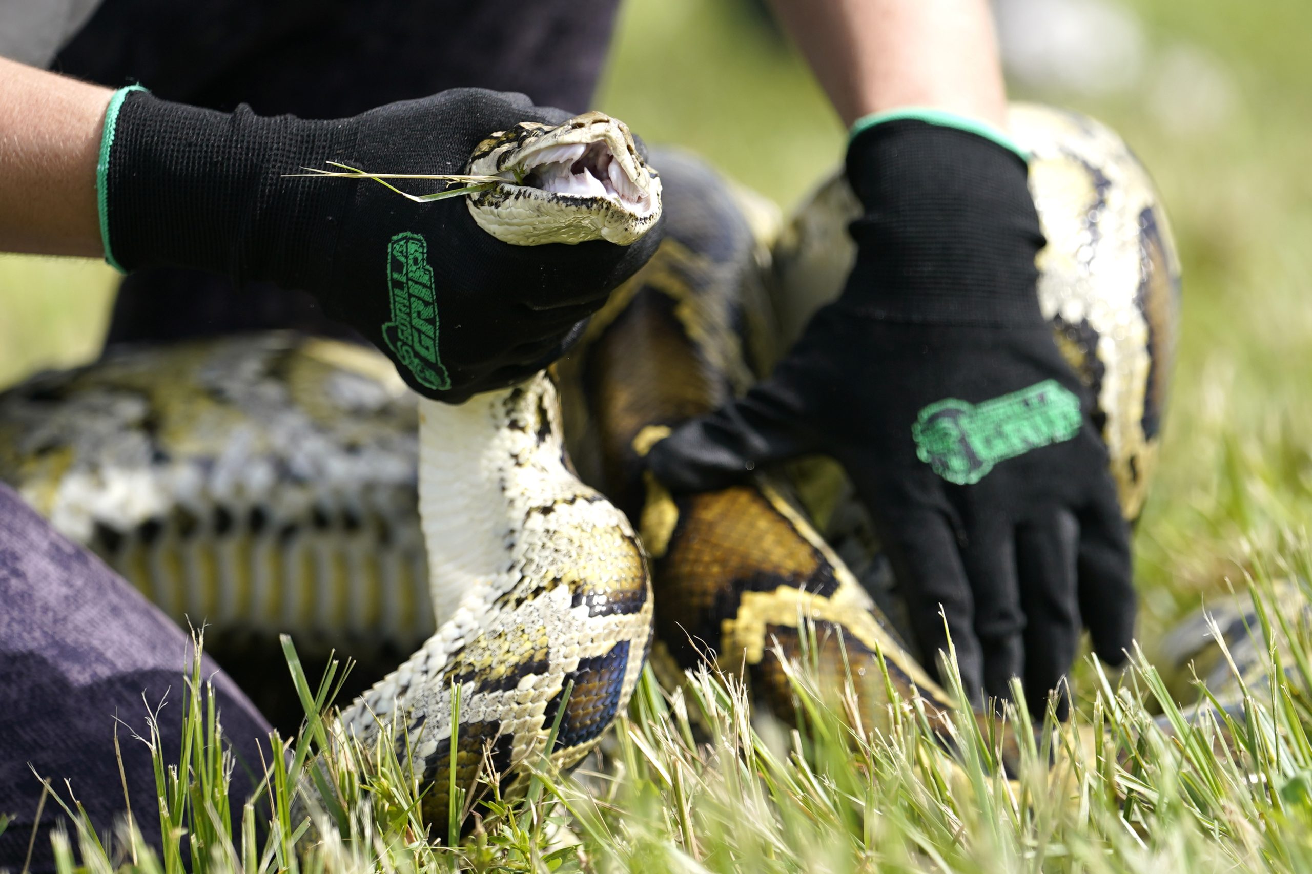 Grand prize winner removed 20 Burmese pythons from the wild in Florida ...