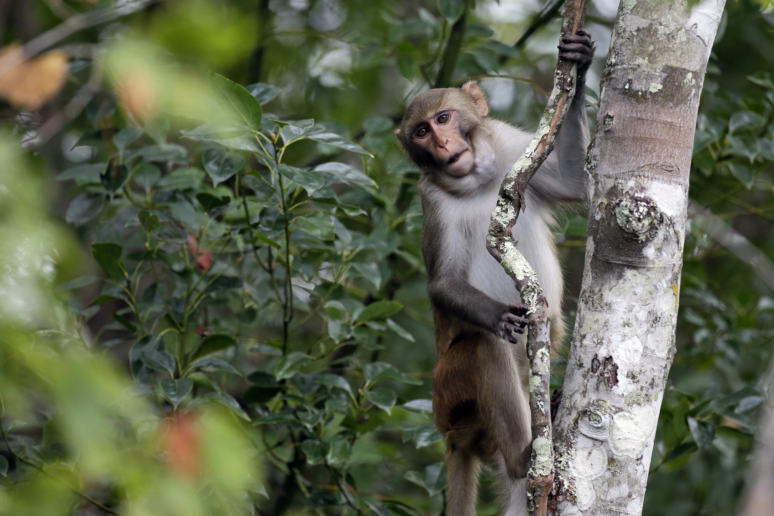 43 monkeys remain on the run from South Carolina lab. CEO says he hopes ...