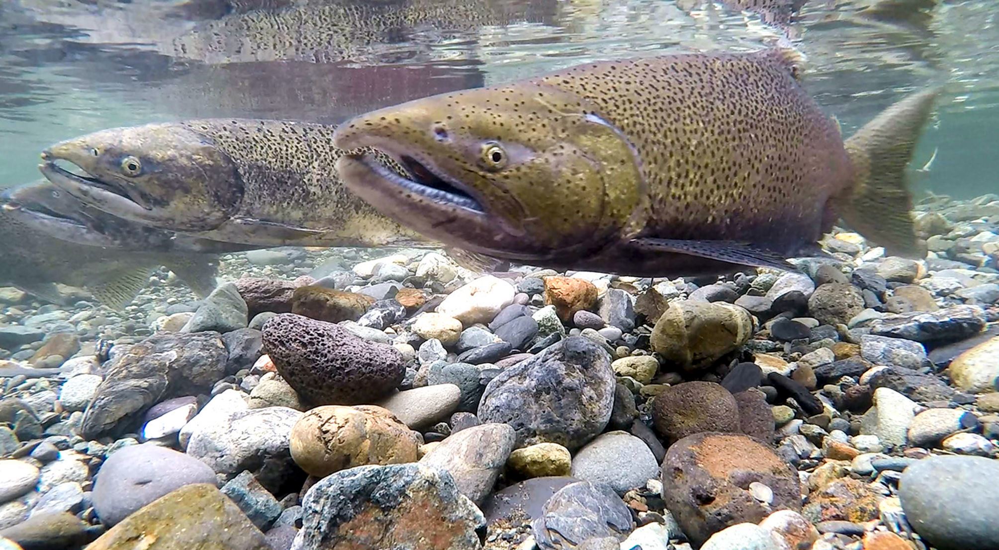 Salmon return to lay eggs in historic habitat after largest dam removal ...