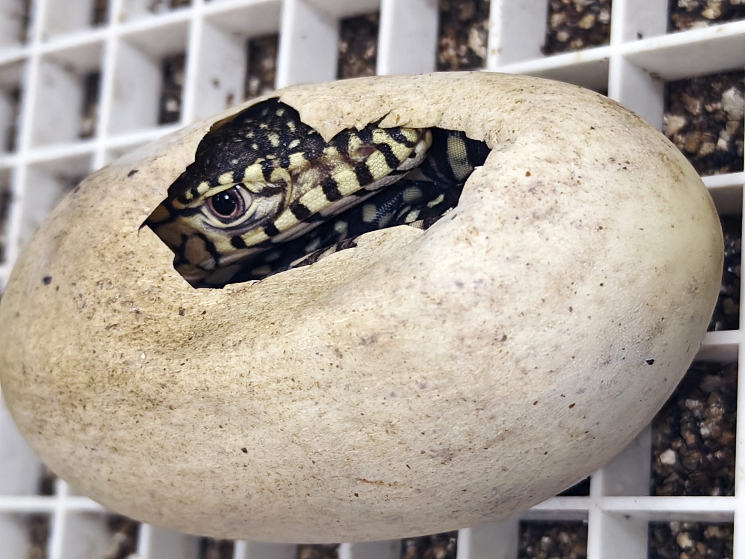 LA Zoo hatches first-ever perentie lizards, one of largest lizard ...