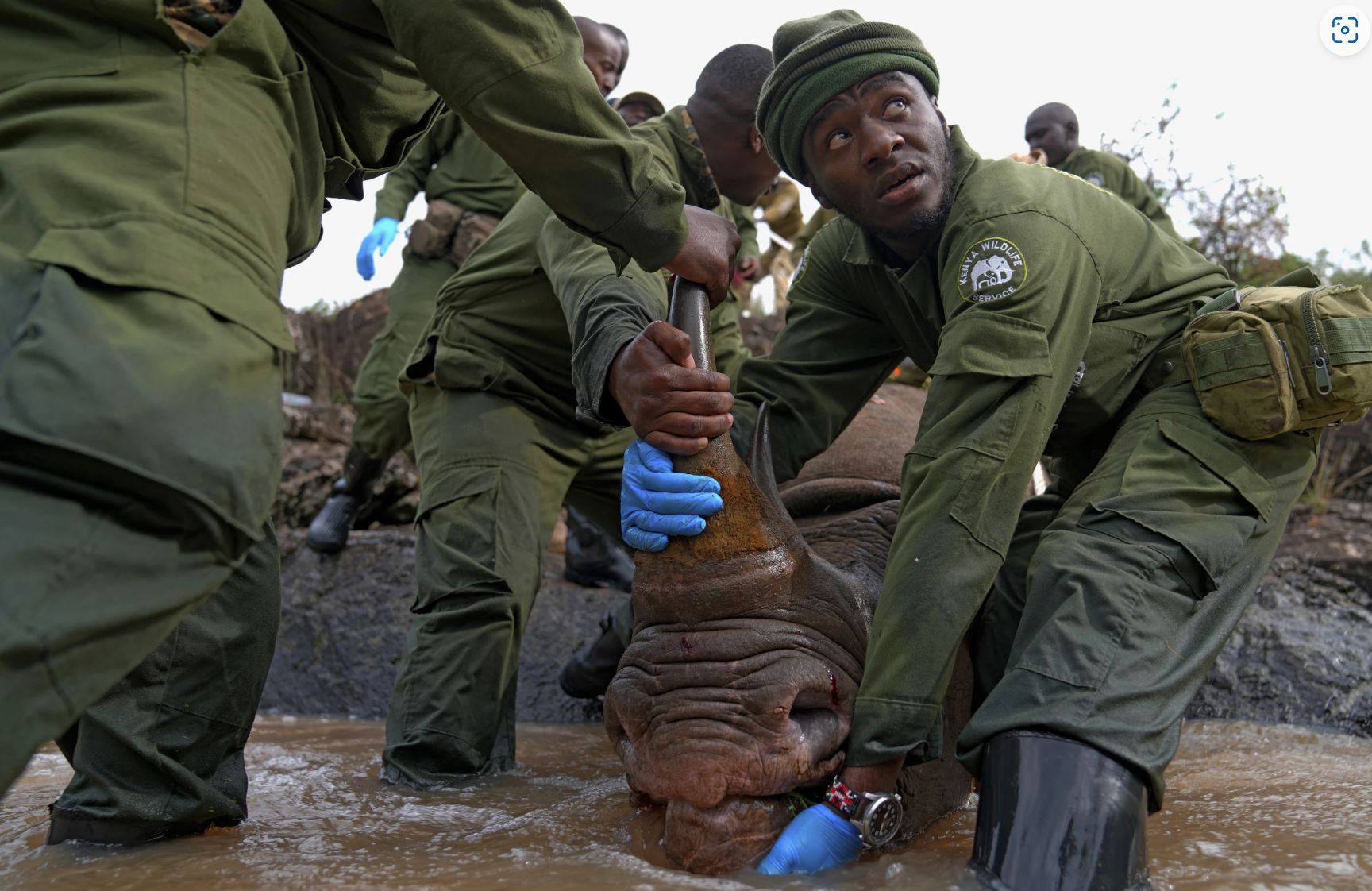 Kenyan rangers saving black Rhino - News.net