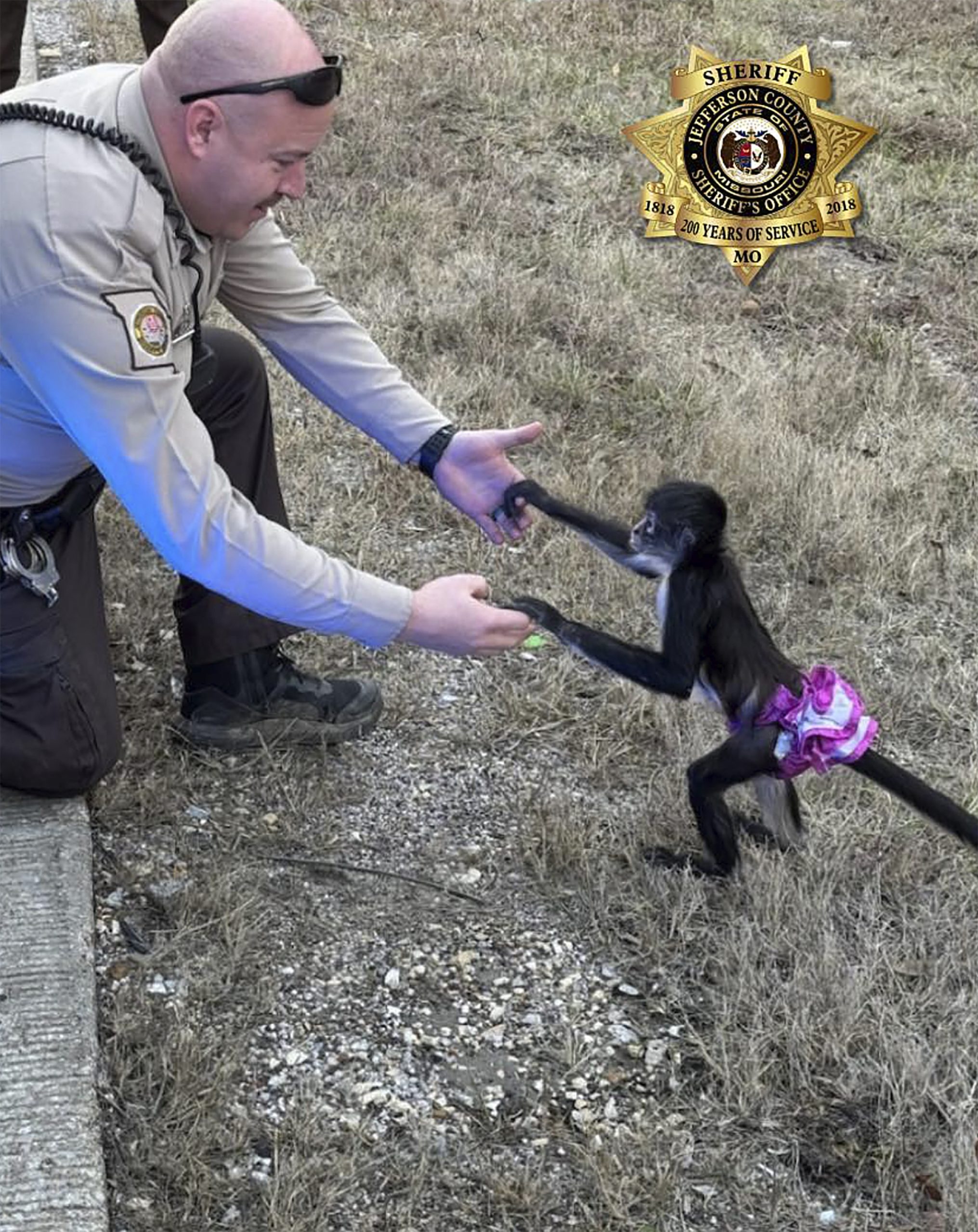 Monkey in a tutu escapes from a home. Missouri sheriff’s office says ...