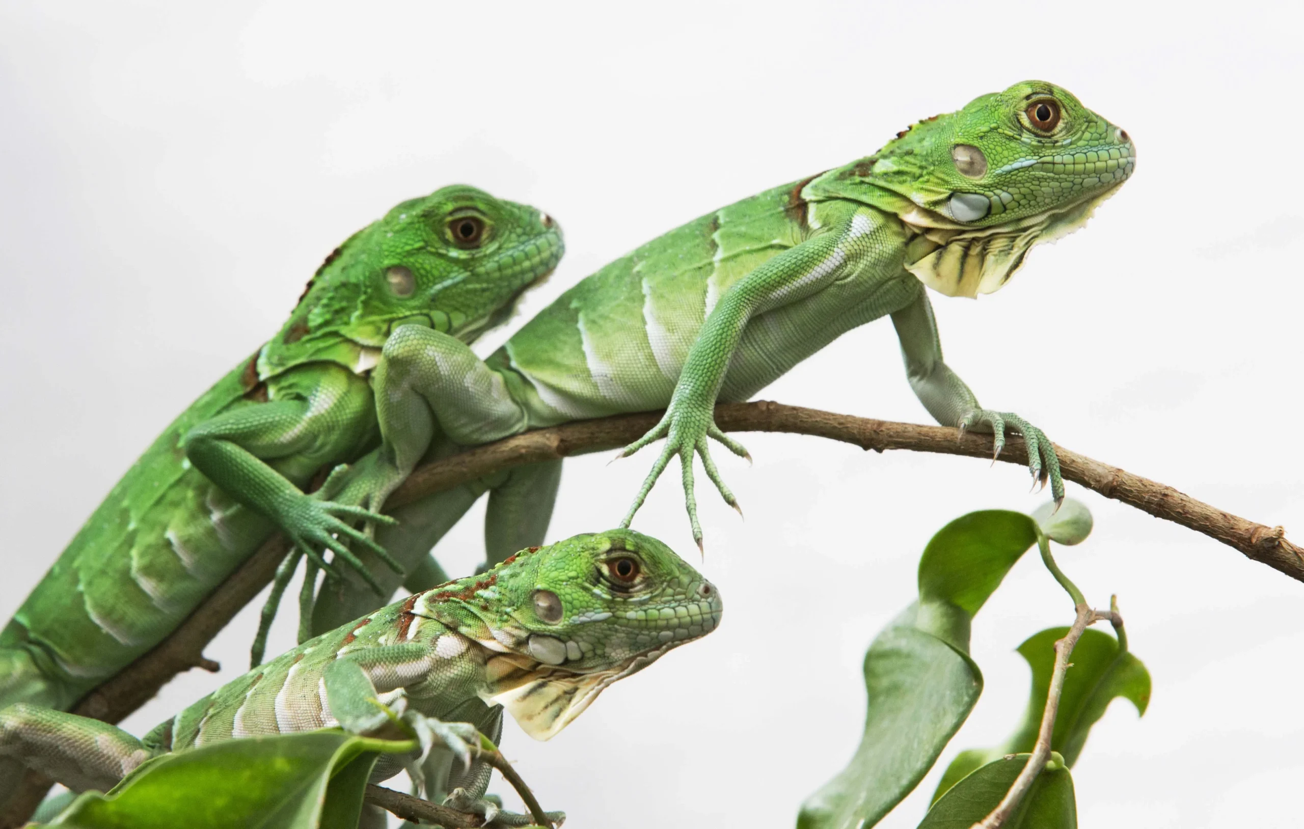 Taiwan plans to cull up to 120,000 green iguanas due to their negative ...
