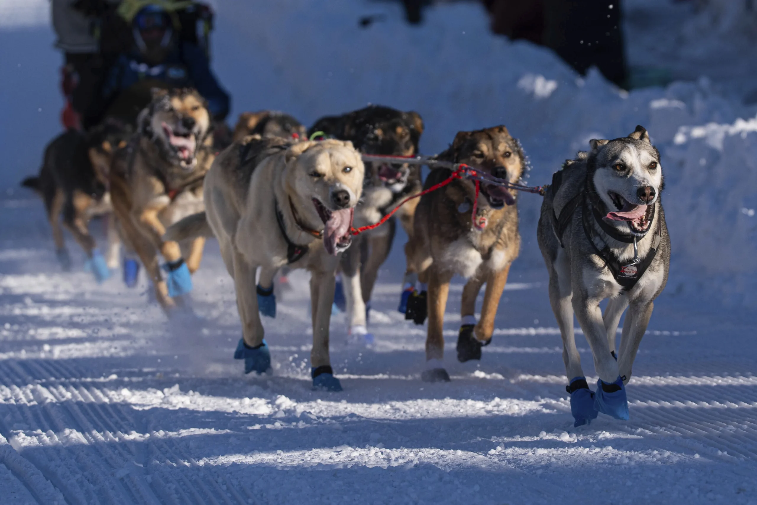 The world’s most famous sled dog race is longer than ever. Here’s a ...