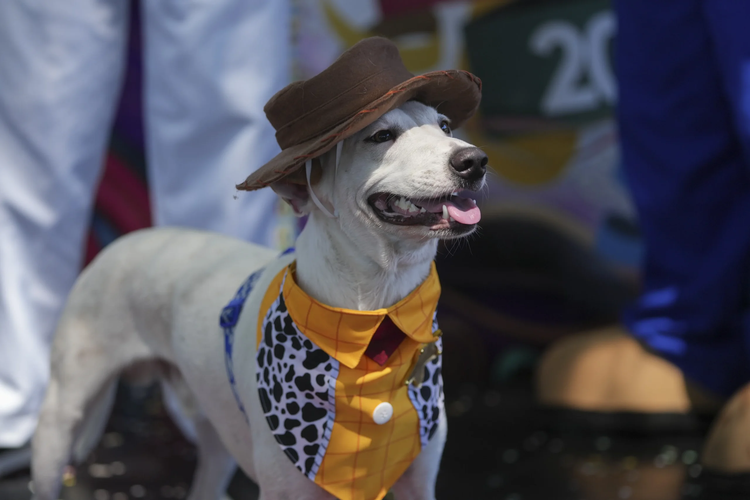 The Rio Carnival street party where dogs parade as superheroes and ...