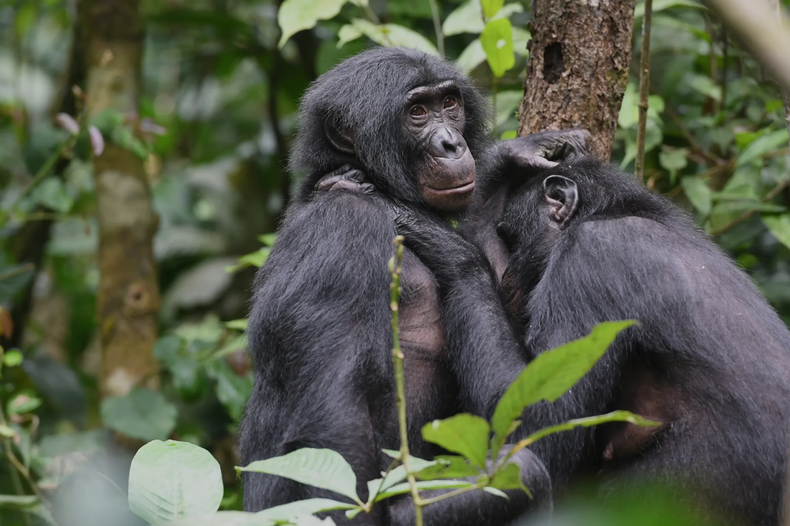 Bonobos in Congo form girl groups to fend off male aggression, study ...