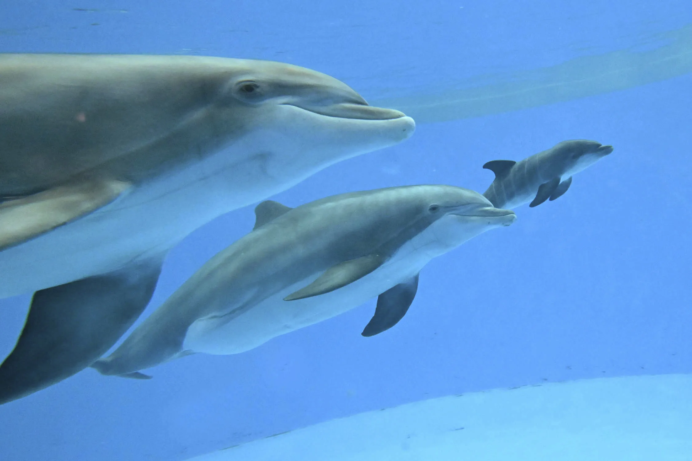 Video shows dolphin calf birth and first breath at Chicago zoo. Mom’s ...