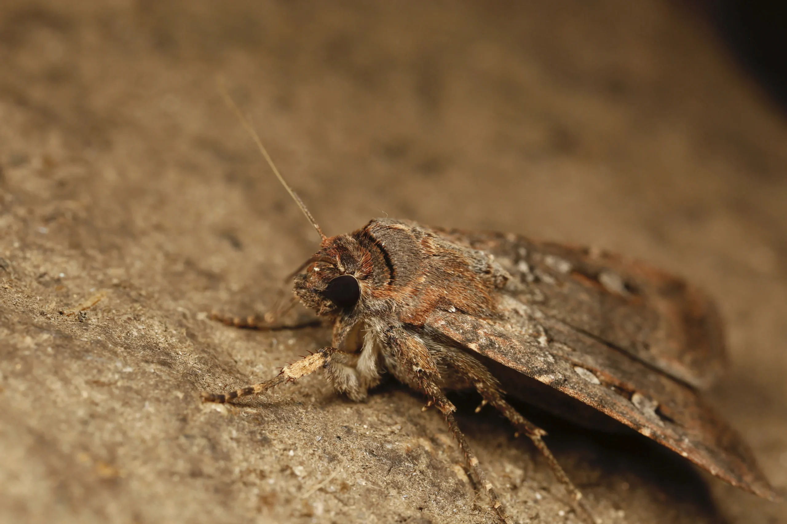 This Australian moth uses the stars as a compass to travel hundreds of ...