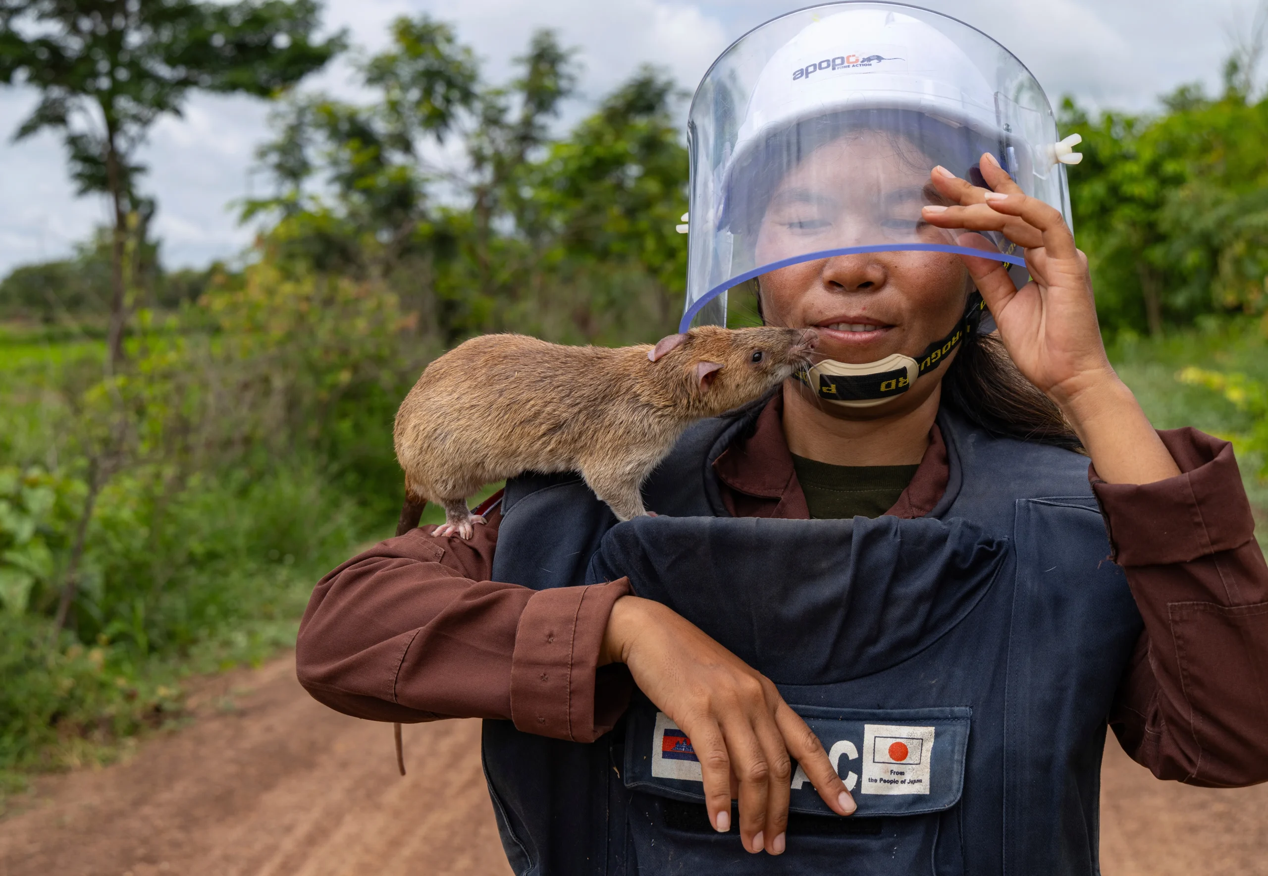 Giant rats leading land mine detection efforts in Cambodia – North ...
