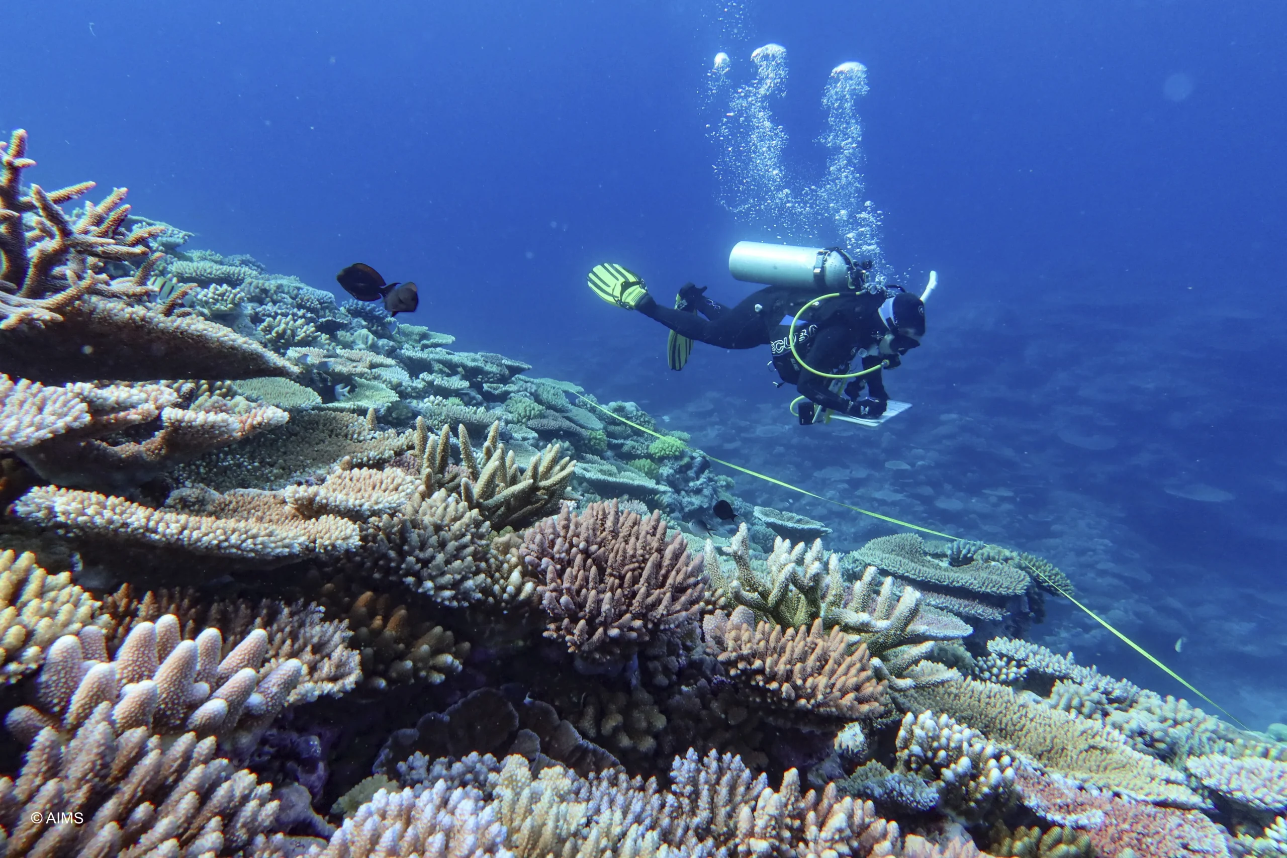 Great Barrier Reef records largest annual coral loss in 39 years ...