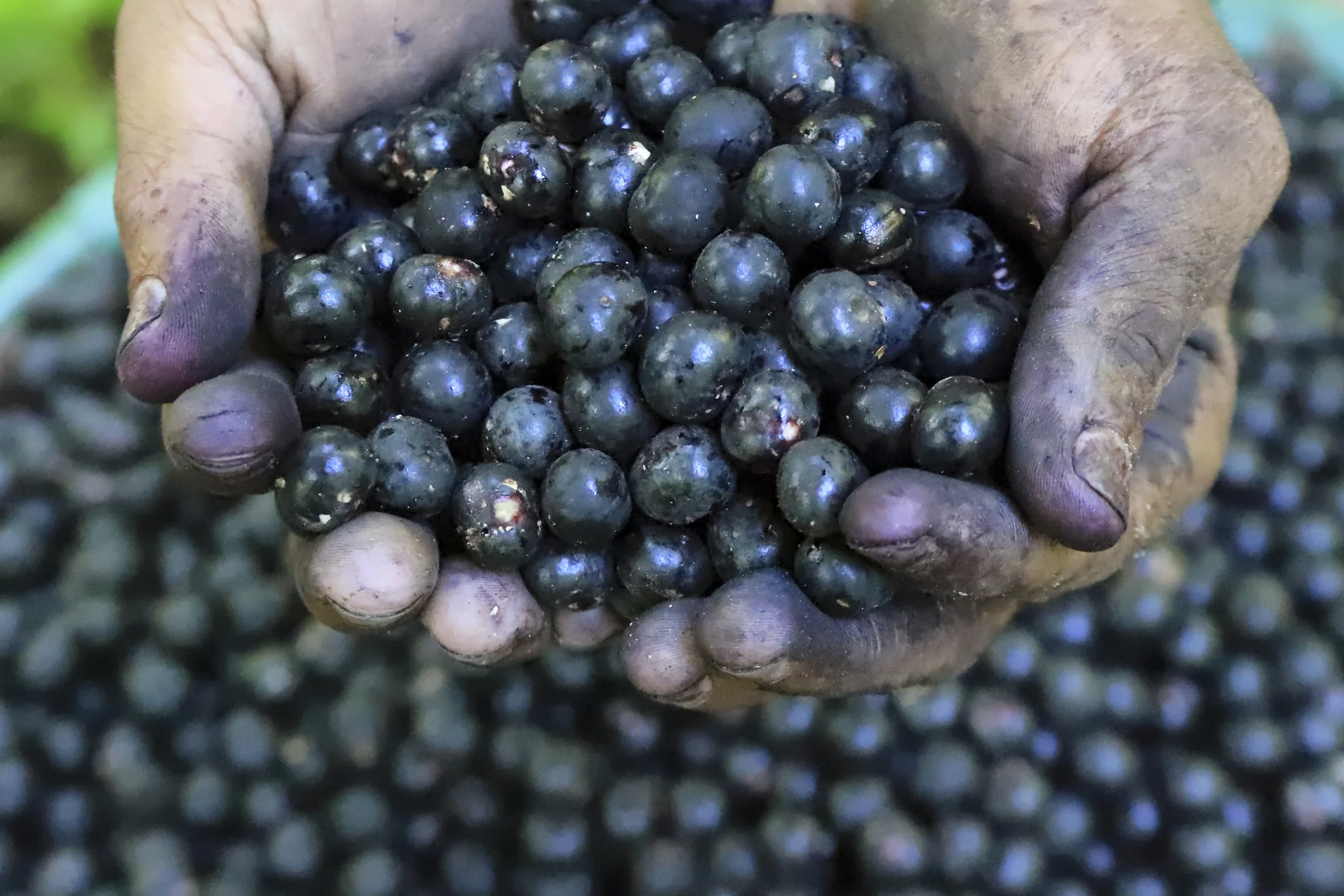 Why Trump’s tariffs could be a disaster for Brazil’s acai industry and ...