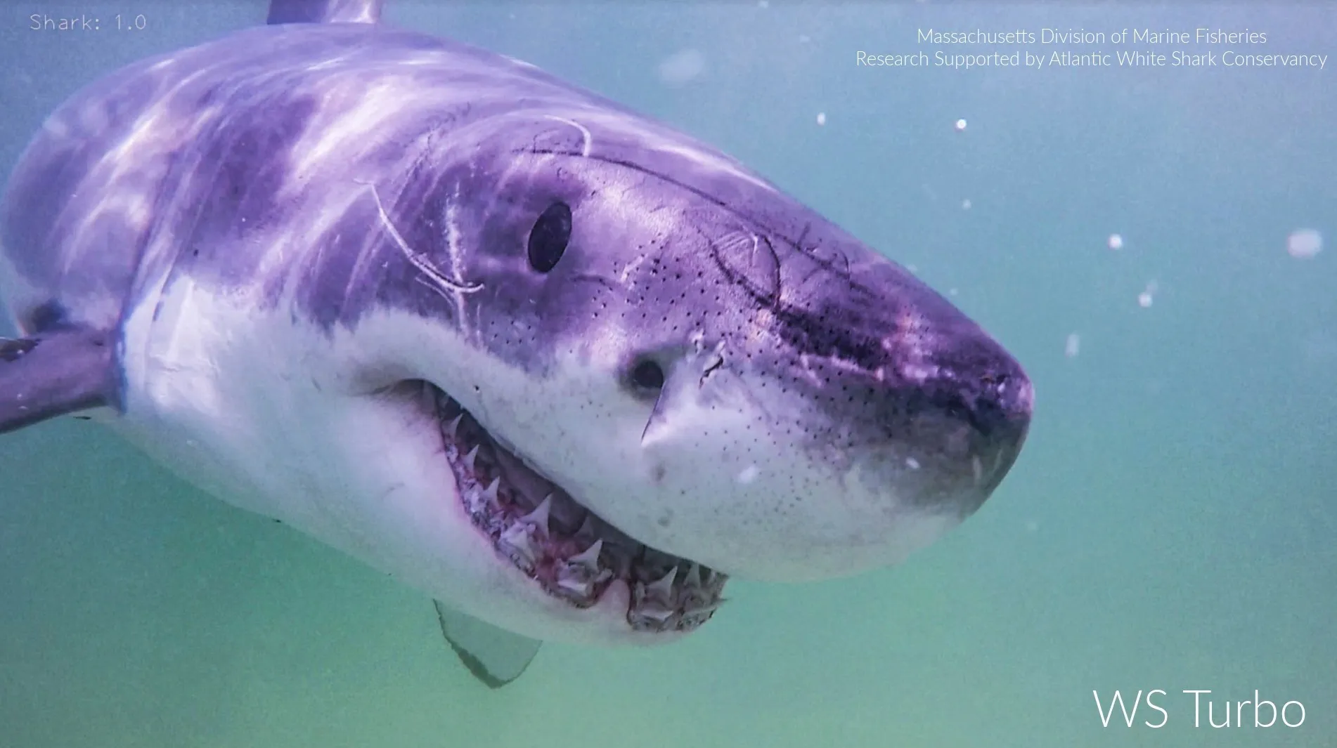 Great white sharks head north, following seals and alarming beachgoers ...