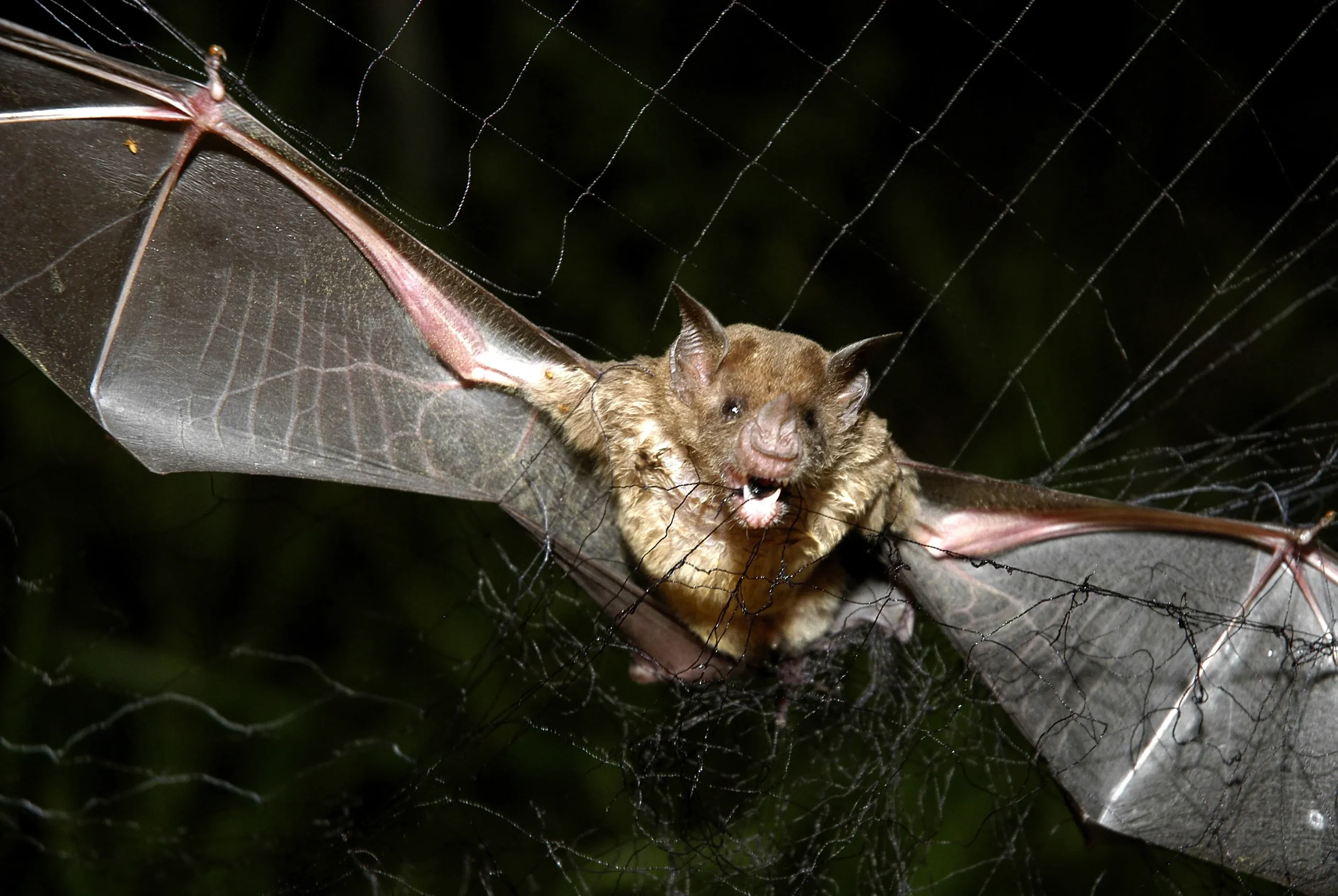 How tiny drones inspired by bats could save lives in dark and stormy ...