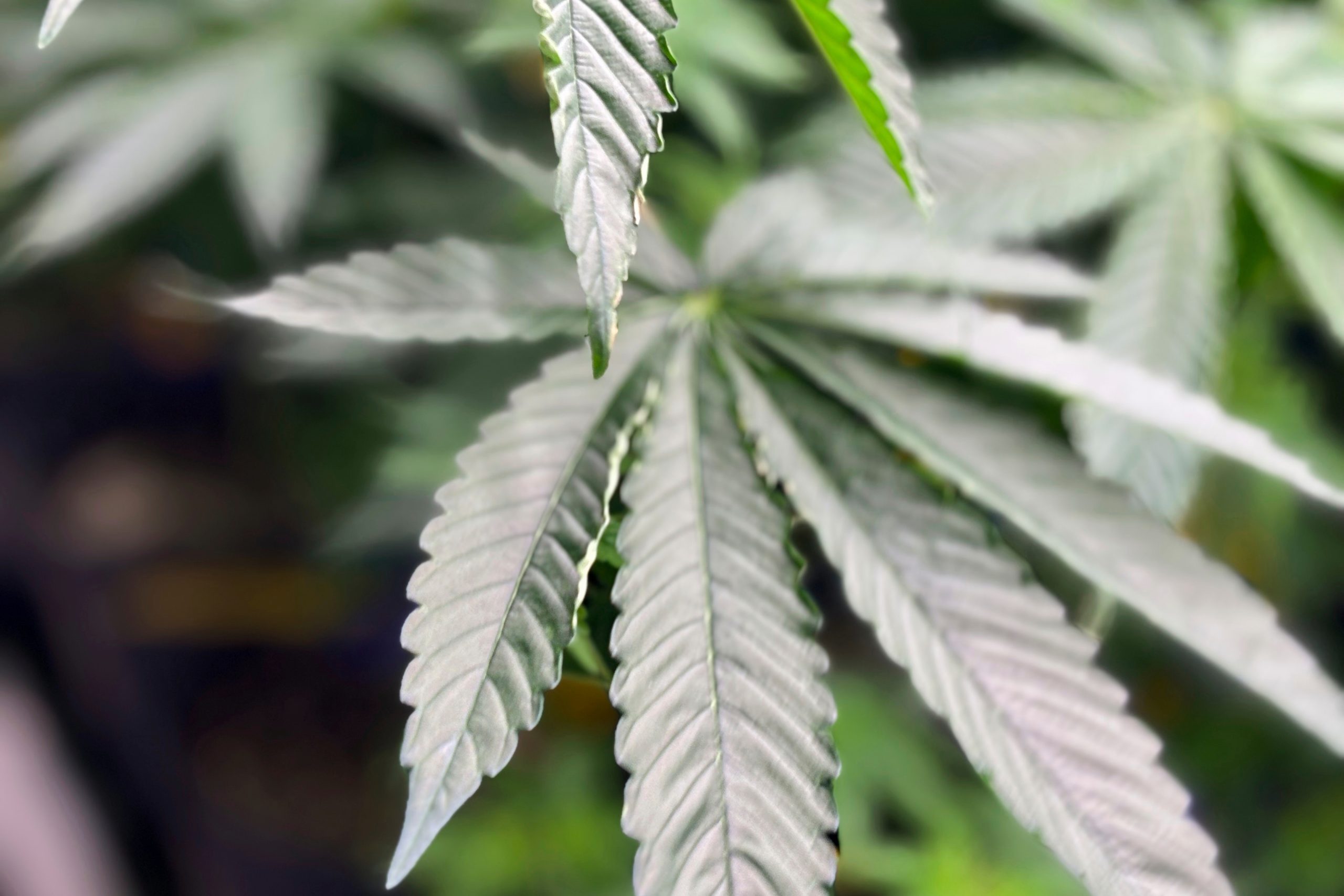 What to know about Trump’s order seeking to relax federal drug policies ...