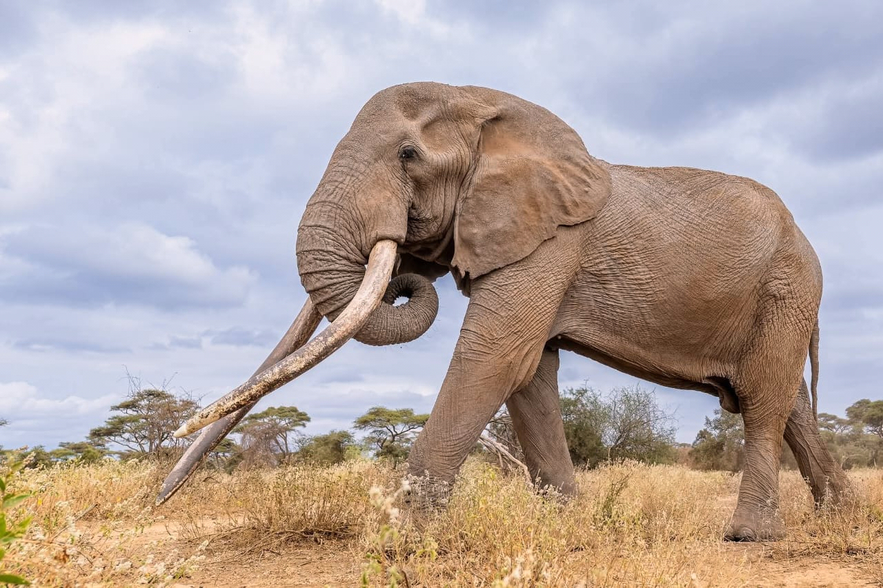 Conservationists in Kenya pay tribute to beloved ‘super tusker ...