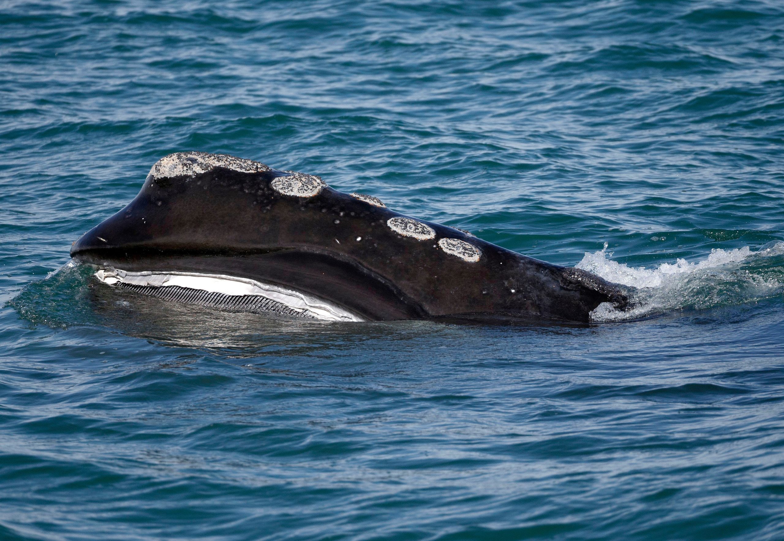 A rare whale is having an encouraging season for births. Scientists ...