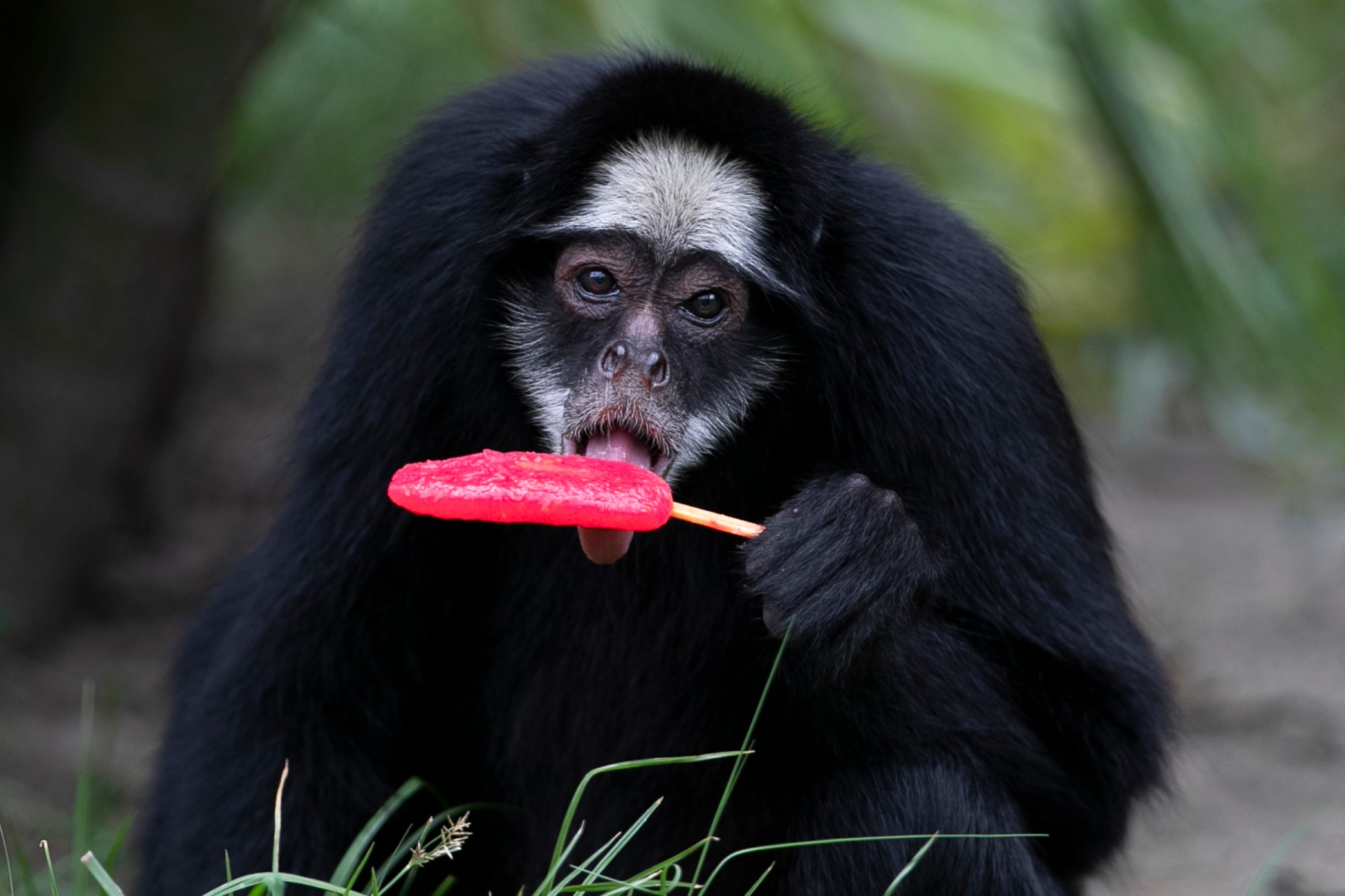 Rio de Janeiro zoo animals are treated to popsicles as the city faces ...