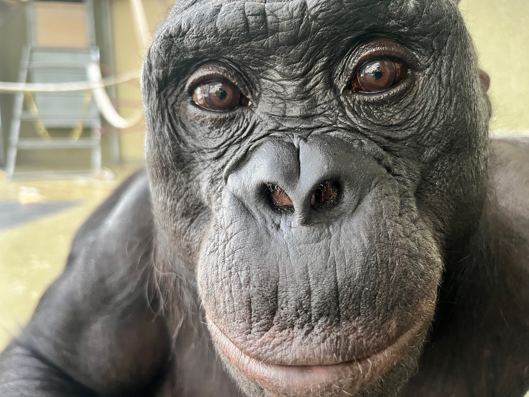 Can apes play pretend? Scientists use an imaginary tea party to find ...