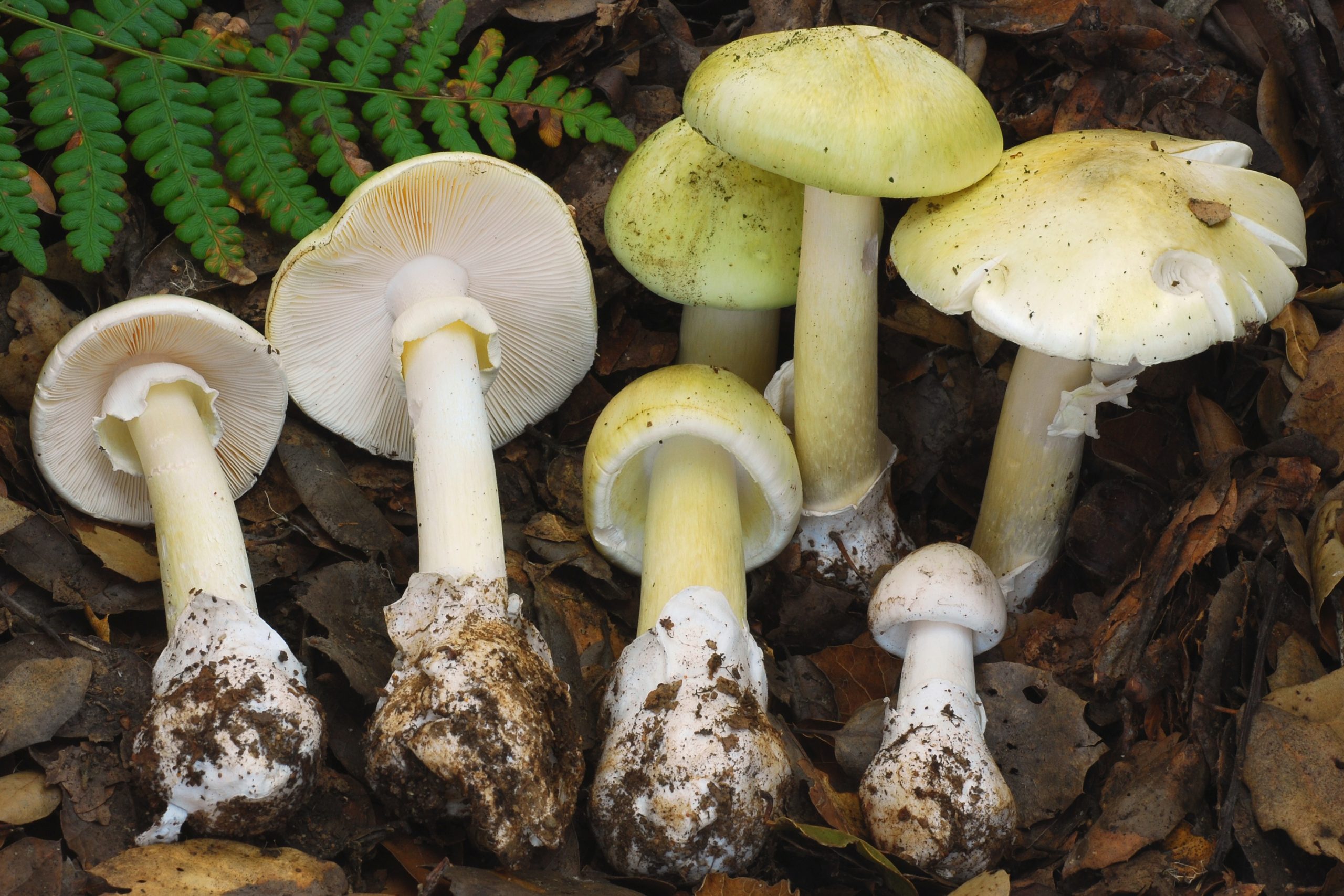 4 people have died from eating death cap mushrooms as they spread in ...
