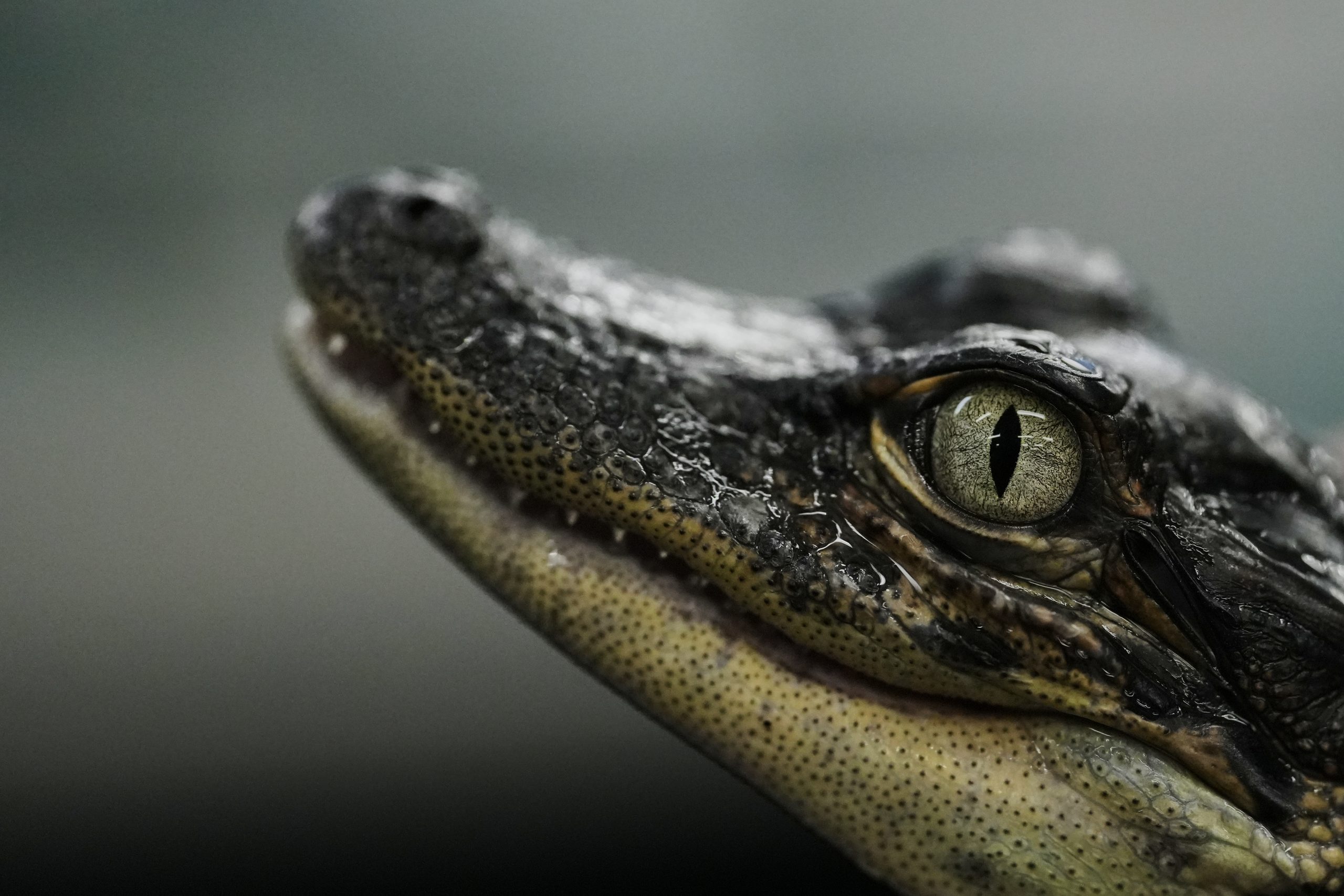 Louisiana’s alligator farms raise the reptiles for meat, skins – and ...