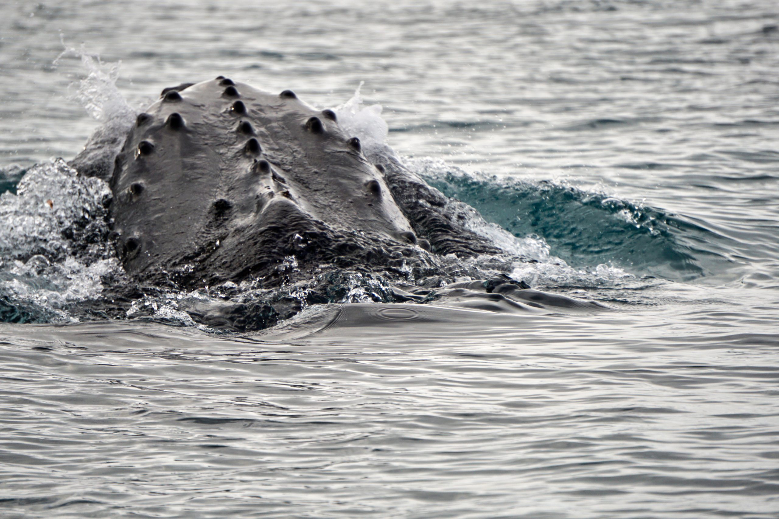 Scientists made a breakthrough in the study of whale sounds. Here’s a ...